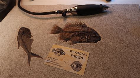 Fossil Preparation Services Fossil Oasis