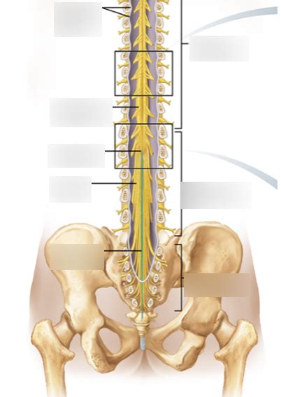 Spinal Cord Anatomy Al Week 8 Diagram Quizlet