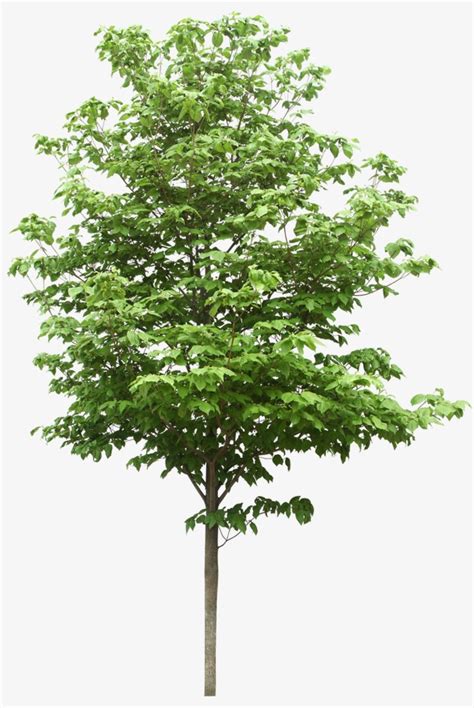 Trees PNG HD Transparent Trees HD PNG Images PlusPNG