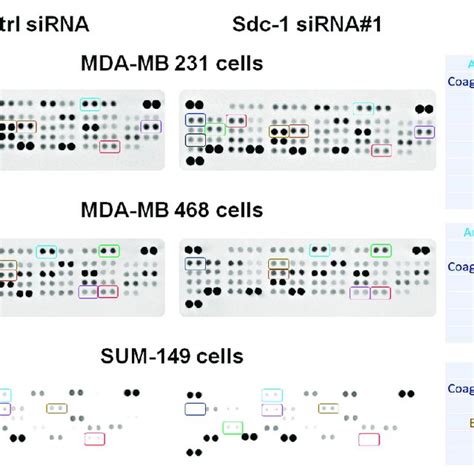 Sdc Expression Affects The Expression And Secretion Of Download Scientific Diagram