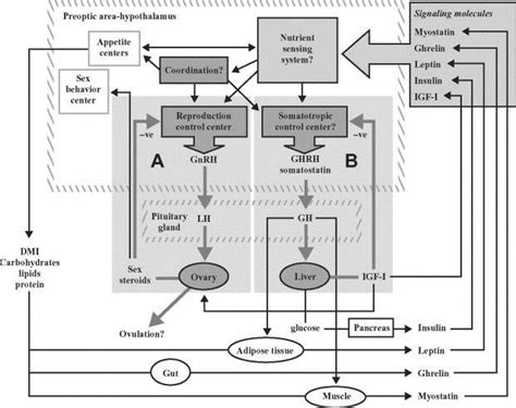 The Feedback Regulated Systems That Control The Reproductive Axis Download Scientific Diagram