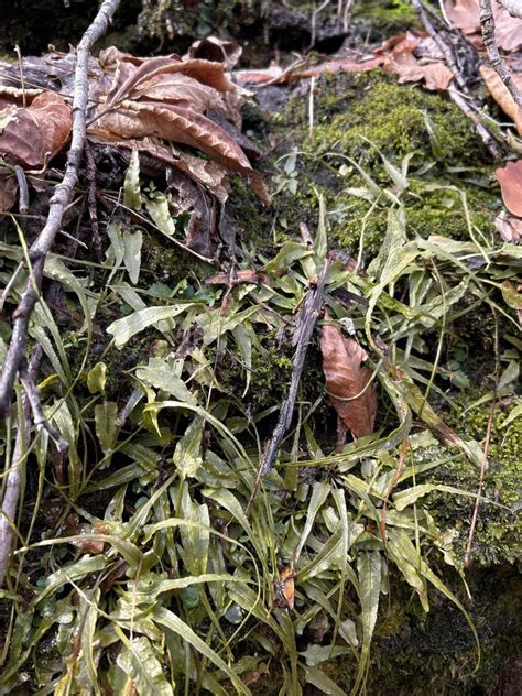Asplenium Rhizophyllum Virginia Native Plants