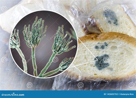 Mouldy Bread And Close Up View Of Penicillium Fungi The Causative