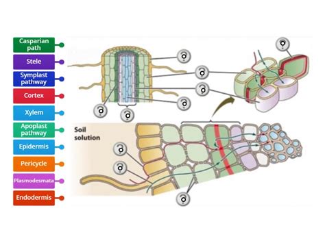 Apoplast And Symplast Of The Root Labelled Diagram