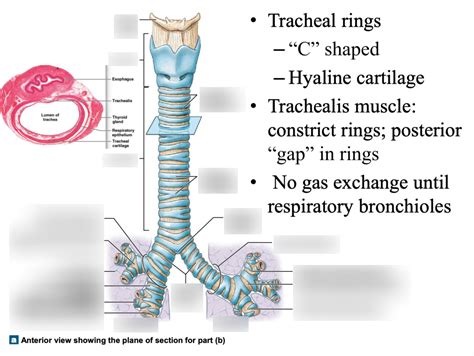 Ch 24 Diagram Quizlet