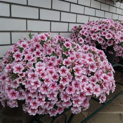Petunia Opera Supreme F1 (Opera Supreme): descripción de variedades ...