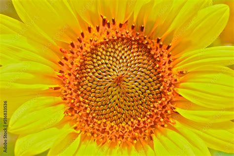 View Down On Spiral Sunflower Seed Pattern The Fibonacci Clockwise And Anti Clockwise