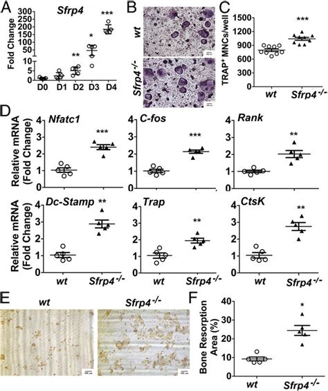 Sfrp4 Cell Autonomously Regulates Oc Differentiation And Activity A Download Scientific