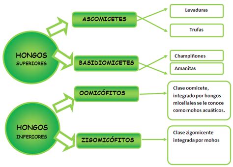 Microbiolog A Tipos De Hongos Hot Sex Picture