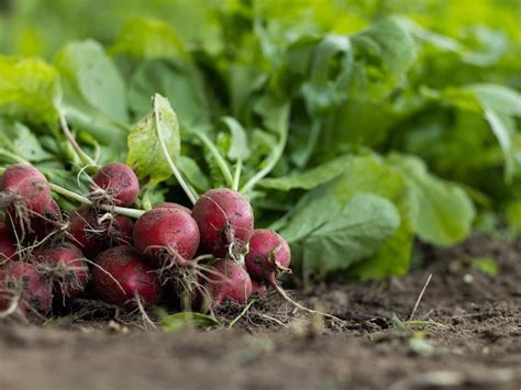 Як не можна садити редис Помилки які призводять до того що редис витягується дрібніє