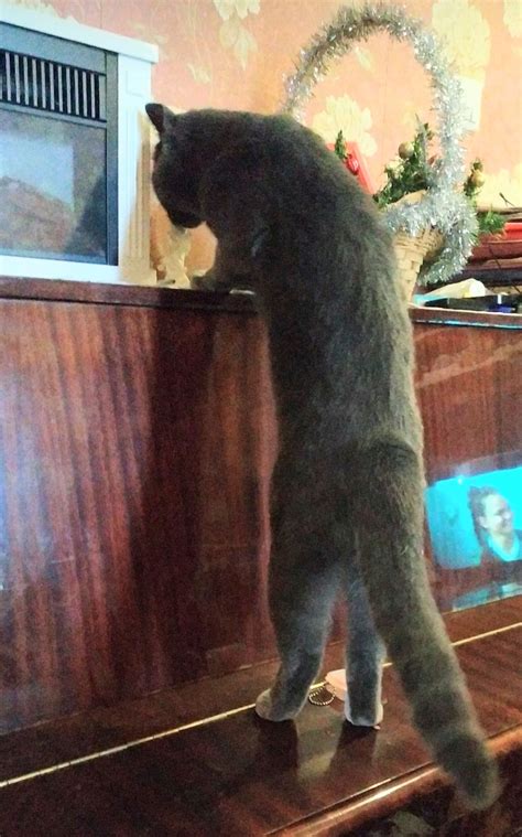 Фото питомца: жизнь кота Максика