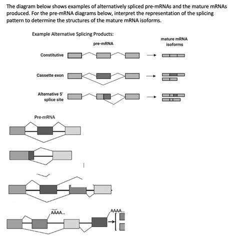 Solved The Diagram Below Shows Examples Of Alternatively Spliced Pre