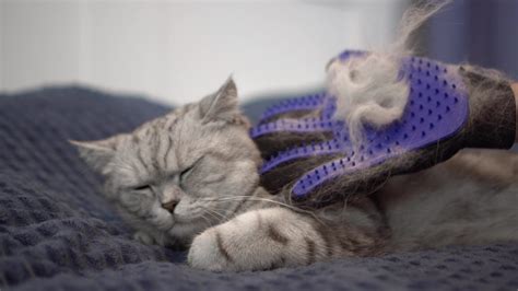 완벽한 고양이 털 제거 방법과 청소템 추천 10가지 비마이펫 라이프