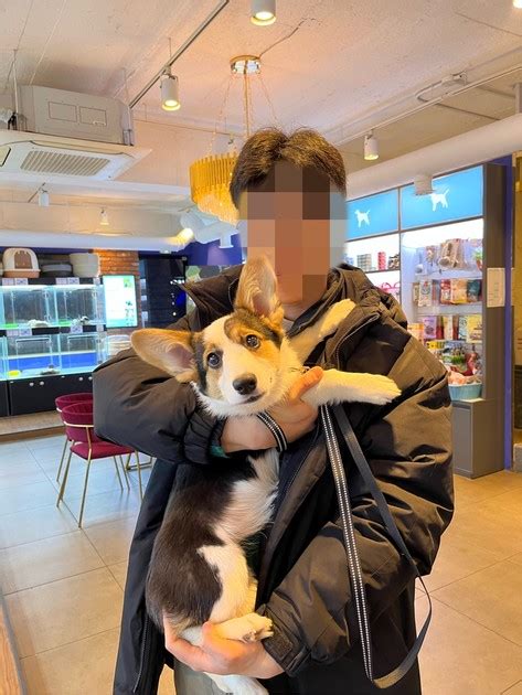 웰시코기 보나 엑조틱크기 터키시앙고라크기 페르시안크기 하이랜드폴드크기 애완견크기 반려견크기 소형견무료입양사이트 중형견무료입양사이트 대형견무료입양사이트 미니비숑프리제무료입양