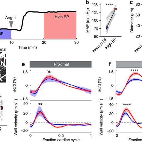 CSF In The Perivascular Space Is Transported Via Bulk Flow CSF Flow Download Scientific