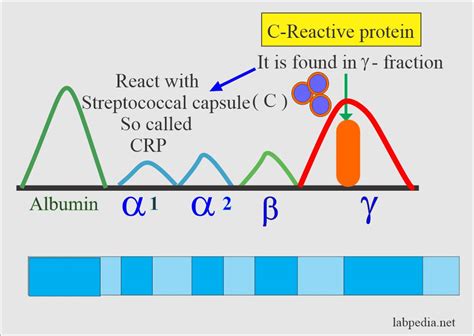C Reactive Protein Function C Reactive Protein Hs CRP Blood Test Normal Range Liver