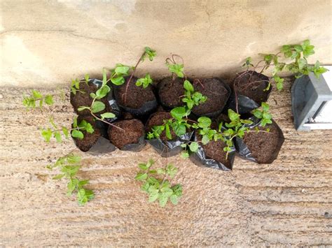 Stevia Seedling Sweetener Mint Seedling And Bread Fruit Seedling