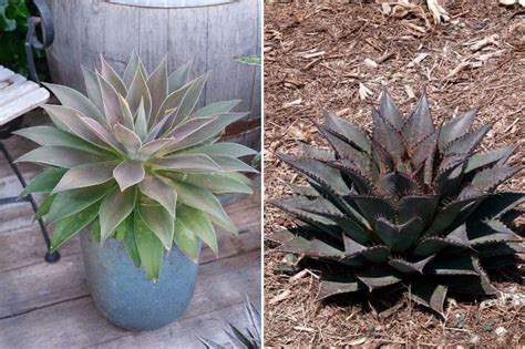Comment Choisir Une Mangave Pour Embellir Votre Jardin Blog Promesse