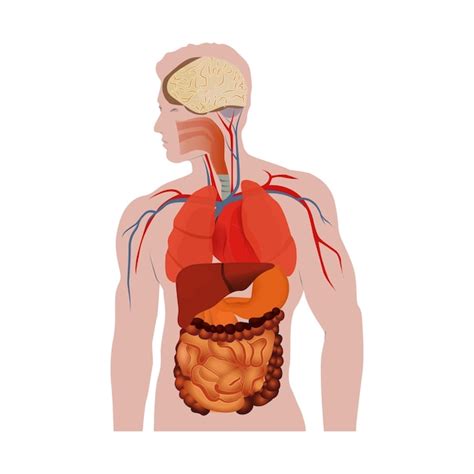 Premium Vector Human Internal Body Organs Vector Illustration