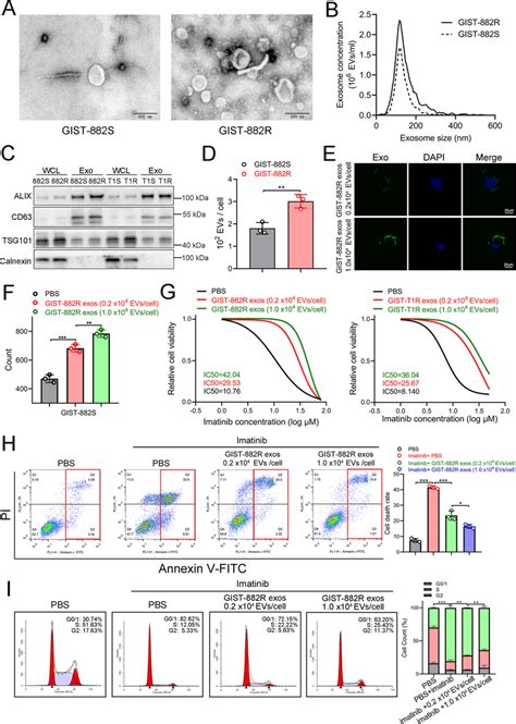 Exosomes Transmit Imatinib Resistance In Gist Cells A Small Exosomes Download Scientific