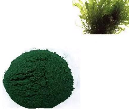 Spirulina Platensis Extract - manufacturer - undersun