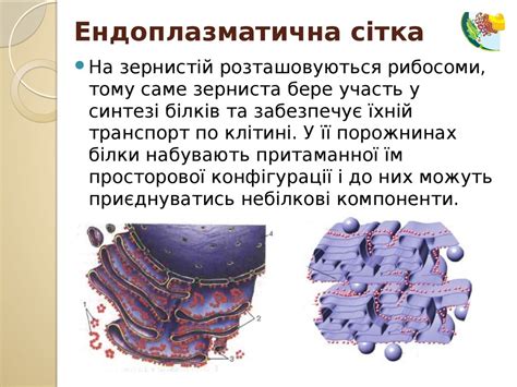 Одномембранні органели Online Presentation