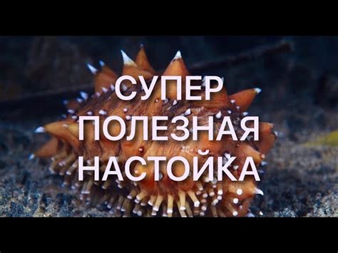 Трепанг на меду: от чего лечит, как принимать, рецепт приготовления ...