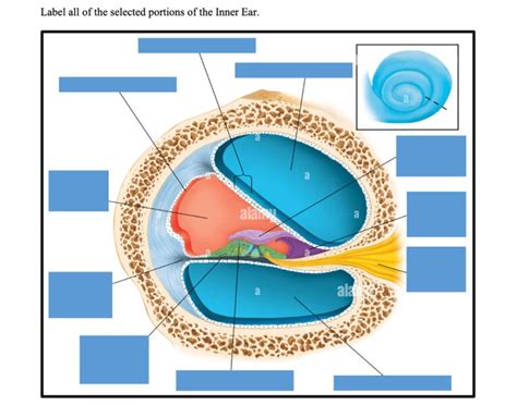 Label Cochlea Cross Section Quiz