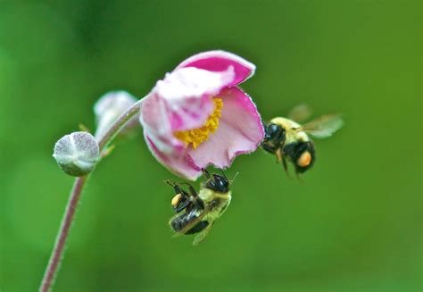 Macro Photography Close Up Mrpalomboart Weebly Com