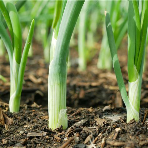 5 Seed Crops To Plant Early How To Get Growing In Early Spring