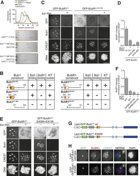 A Molecular Basis For The Differential Roles Of Bub1 And Bubr1 In The