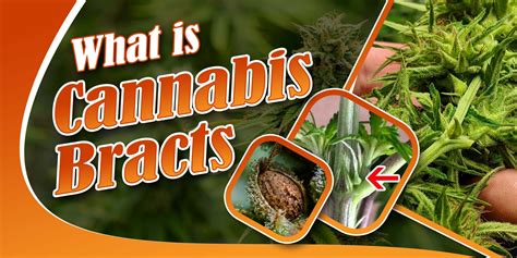 What Is Cannabis Bracts Sunwest Genetics