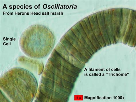 Oscillatoria Diagram