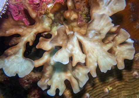Foliose Coral Leptoseris Gardineri