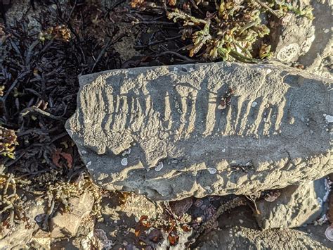 Are These Fossils Or Imprints Of Fossils Rfossils