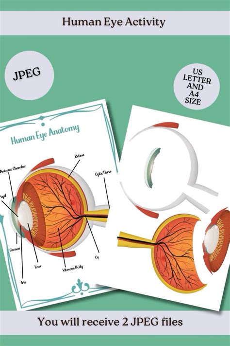 Human Eye Anatomy Printable Worksheet Sense Of Sight Activity Biology Eye Diagram GCSE Revision