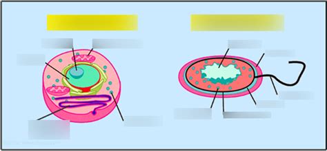 Biology 101 Chapter 3 Diagram Quizlet