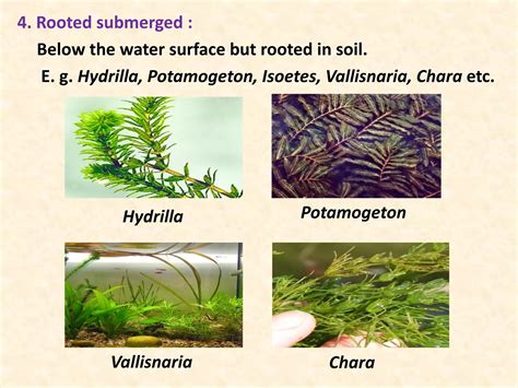 Hydrophytes Pdf