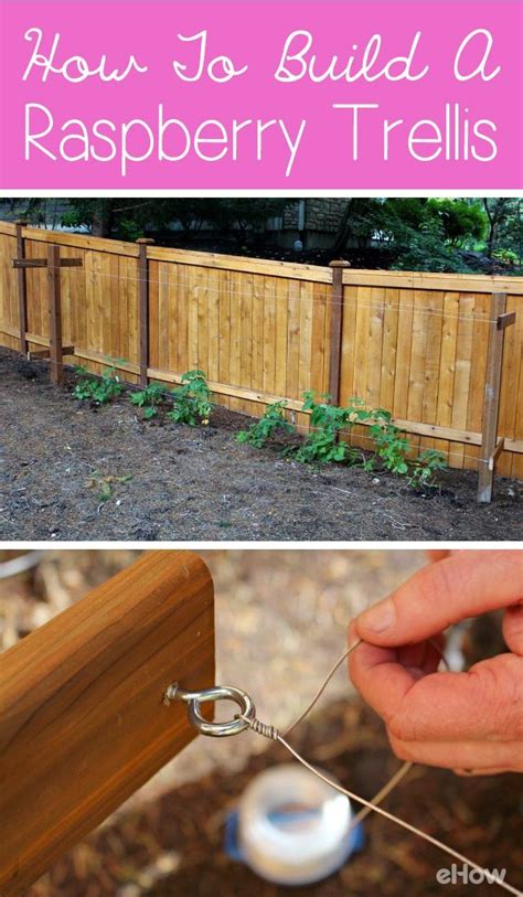 22 Best Raspberry Trellis Images On Pinterest Vegetable Garden Fruit