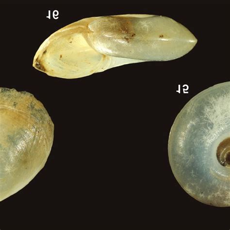 Gyraulus Taseviensis N Sp Holotype 14 Apical View 15