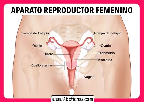 Anatomía Del Aparato Reproductor Femenino