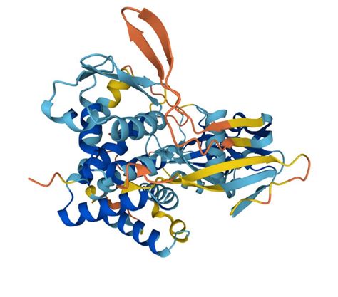 Gasdermin E Gsdme Abcam
