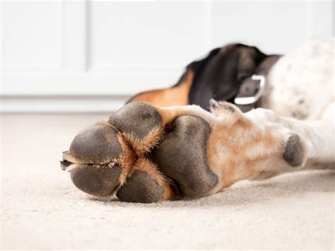 Unicellular Algae What Are Characteristics Types And Examples Evidence Network