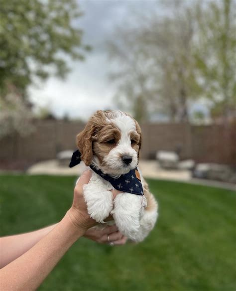 Teacup Cavapoo Full Grownmini Cavapoo Full Grown