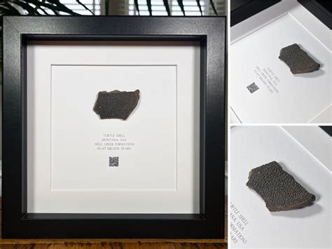 Turtle Shell In Frame