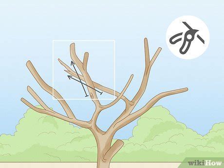 How To Prune A Lemon Tree Expert Tips For Beginners