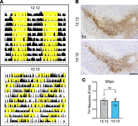 Neuronal Deletion Of The Circadian Clock Gene Bmal1 Induces Cell Autonomous Dopaminergic
