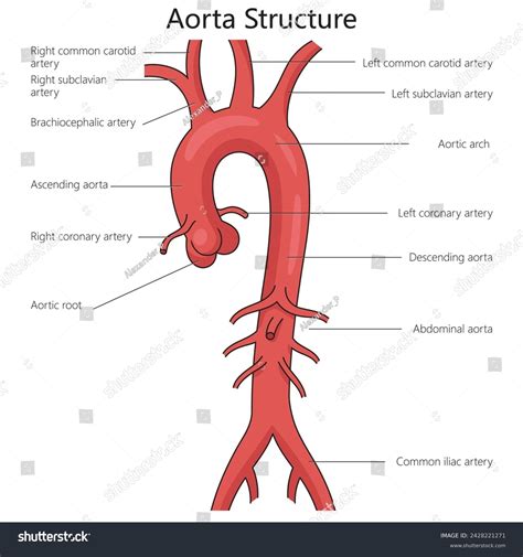 Aorta Largest Human Artery Structure Vertebral Stock Vector Royalty