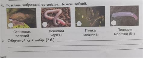 Розглянь зображені організми Познач зайвий Школьные Знания Com