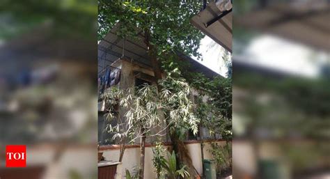 Tree Imbalance Times Of India